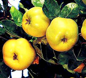 Gutuia reduce glicemia, tine tensiunea sub control si previne virozele ...