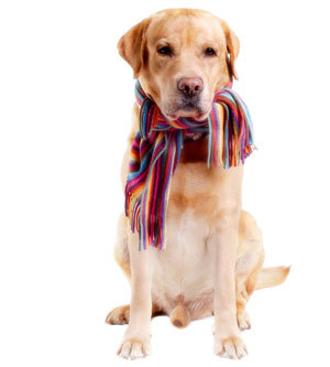 Din multa dragoste pentru cainii batrani