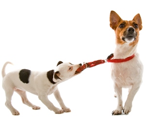 De ce sunt agitati prietenii nostri, cateii?