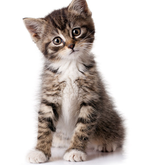 Pisica, un remediu excelent antistres