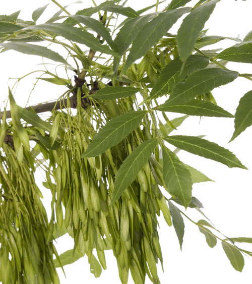 Frasin (Fraxinus excelsior)