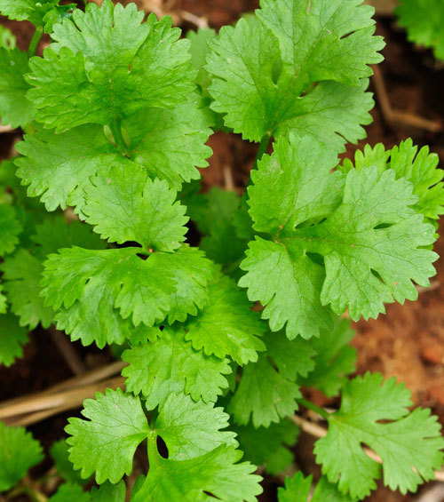 Coriandru: beneficii și utilizare - plante medicinale, beneficii și ...