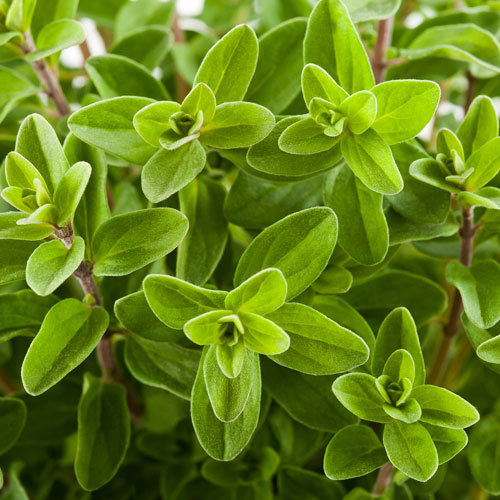 Măghiran (Majorana hortensia) - plante medicinale, beneficii și ...
