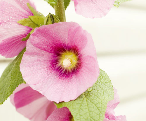 Nalbă (Althaea officinalis) - plante medicinale, beneficii și indicații ...