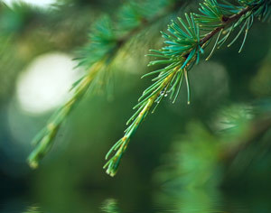 Pin (Pinus sylvestris) - plante medicinale, beneficii și indicații ...