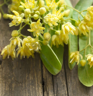 Tei (Tilia europea) - plante medicinale, beneficii și indicații terapeutice