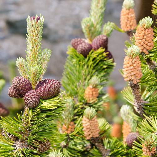 Jneapăn (Pinus mugo) - plante medicinale, beneficii și indicații ...