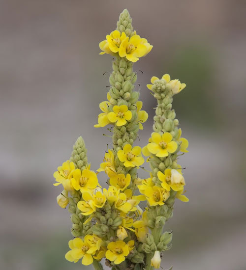 Lumânărică (Verbascum phlomoides) - plante medicinale, beneficii și ...