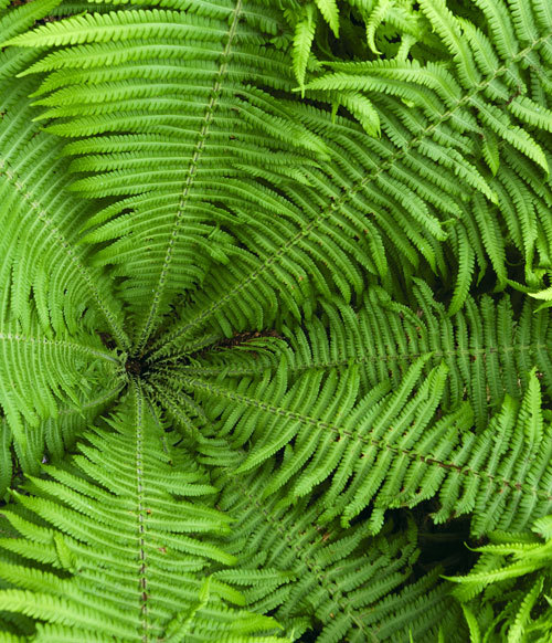 Ferigă (Dryopteris filix) - plante medicinale, beneficii și indicații ...