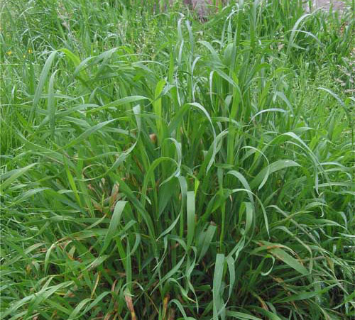 Pir (Agropyrum repens) - plante medicinale, beneficii și indicații ...