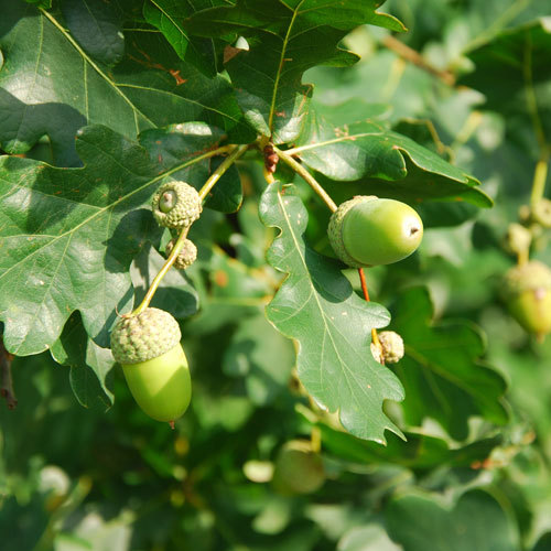Stejar (Quercus robur) - plante medicinale, beneficii și indicații ...