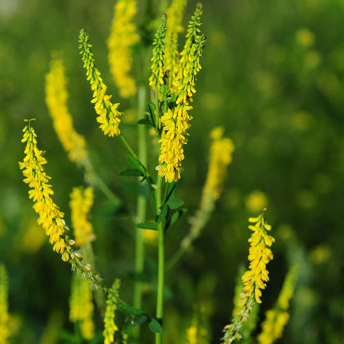 Sulfina (Melilotus officinalis) - plante medicinale, beneficii și ...