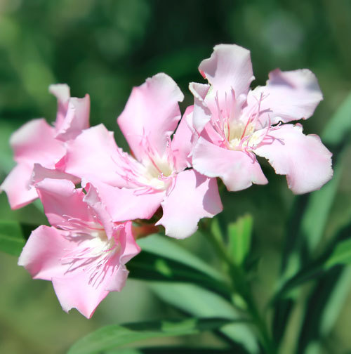 Oleandrul (Nerium ole-ander) - plante medicinale, beneficii și ...