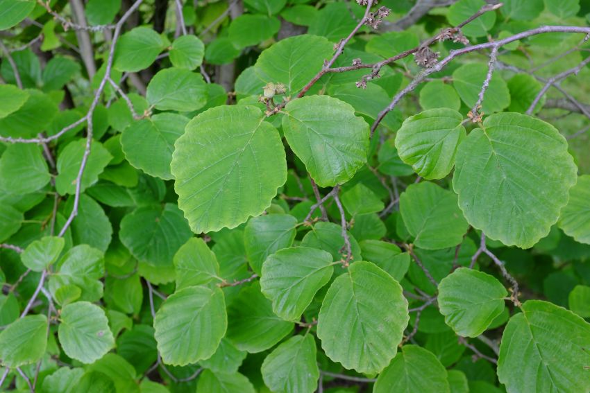 Hamamelis (Hamamelis virginiana) - plante medicinale, beneficii și ...