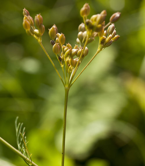 Chimen (Cavum carvi) - plante medicinale, beneficii și indicații ...