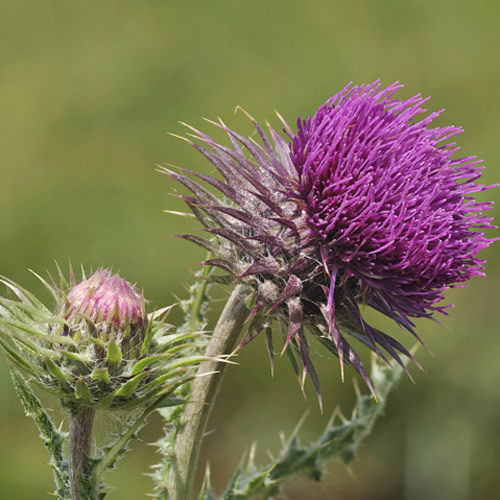 Ciulinul (Carduus nutans) - plante medicinale, beneficii și indicații ...