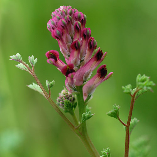 Fumăriţă (Fumaria officinalis) - plante medicinale, beneficii și ...