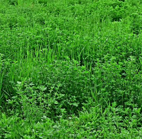 Lucerna (Medicago sativa) - plante medicinale, beneficii și indicații ...