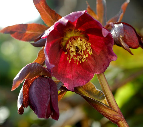 Spânzul (Helleborus purpurascens) - plante medicinale, beneficii și ...