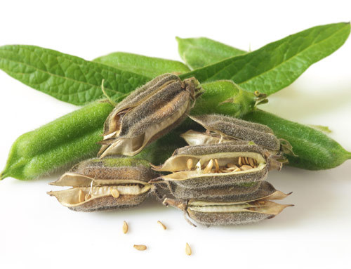 Susanul (Sesanum Indicum) - plante medicinale, beneficii și indicații ...