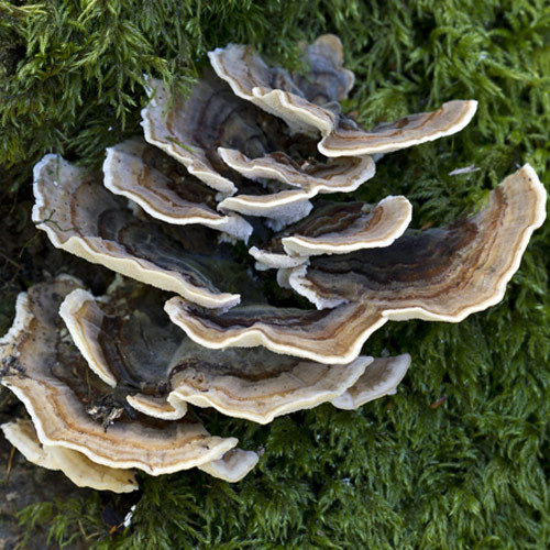 Coriolus (Coriolus versicolor) - plante medicinale, beneficii și ...