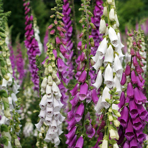 Degeţel roşu (Digitalis purpurea) - plante medicinale, beneficii și ...