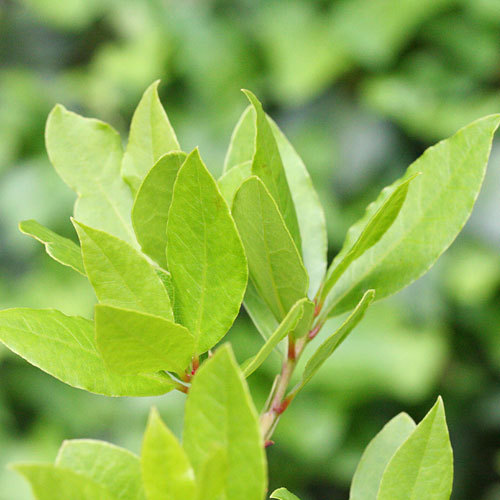 Dafin (Laurus nobilis) - plante medicinale, beneficii și indicații ...