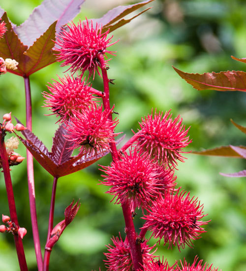 Ricin (Ricinus communis) - plante medicinale, beneficii și indicații ...