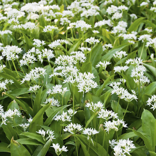 Leurda (Allium ursinum) - plante medicinale, beneficii și indicații ...