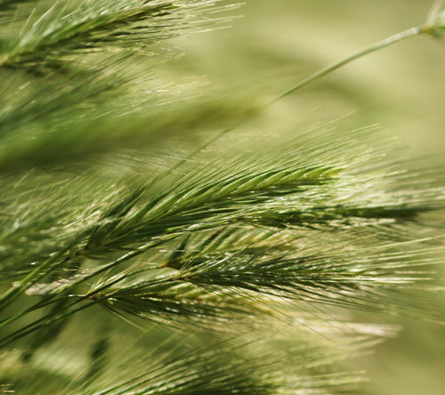 Secară (Secale cereale) - plante medicinale, beneficii și indicații ...