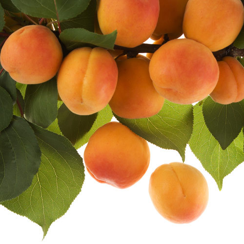 Caisul (Armeniaca vulgaris) - plante medicinale, beneficii și indicații ...