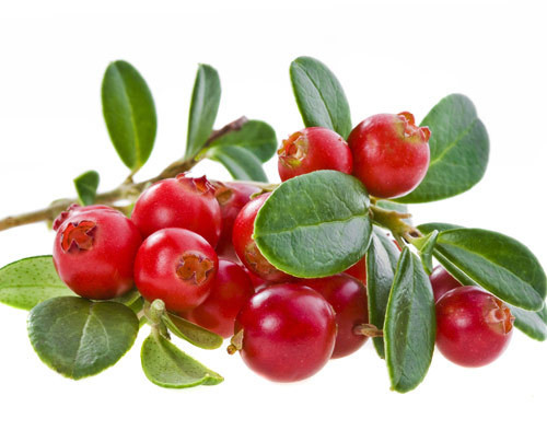 Merişor (Vaccinum vitis idaea) - plante medicinale, beneficii și ...