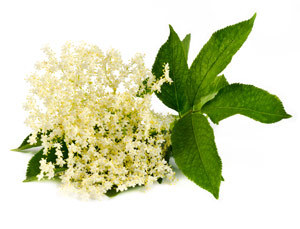 Soc (Sambucus nigra) - plante medicinale, beneficii și indicații ...