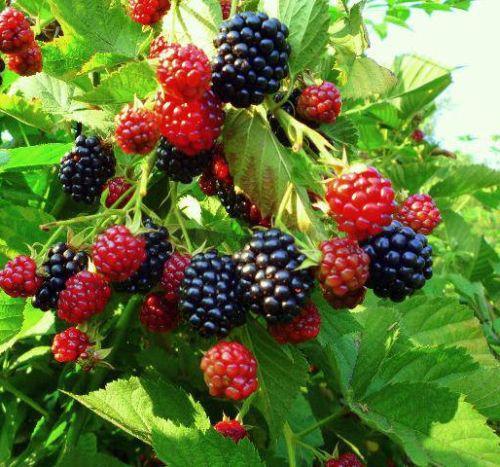 Murul (Rubus fruticosus) - plante medicinale, beneficii și indicații ...