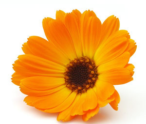 Gălbenele (Calendula officinalis) - plante medicinale, beneficii și ...