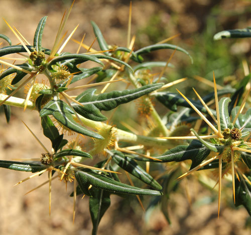 Ghimpele (Xanthium spinosum) - plante medicinale, beneficii și ...