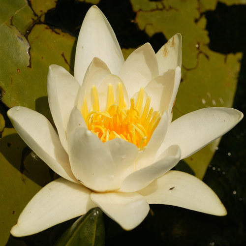 Nufărul alb (Nymphaea alba) - plante medicinale, beneficii și indicații ...