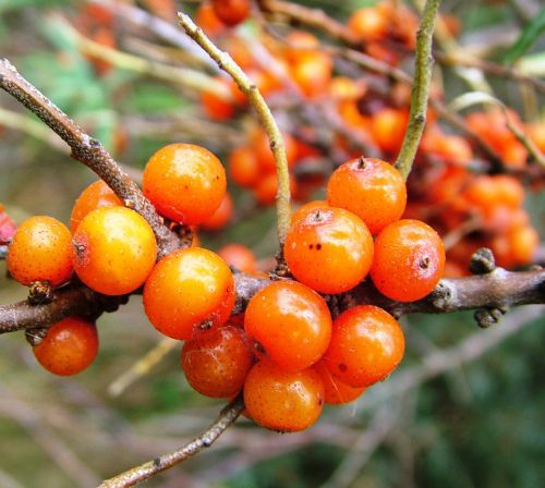 Cătină (Hippophae rhamnoides) - plante medicinale, beneficii și ...
