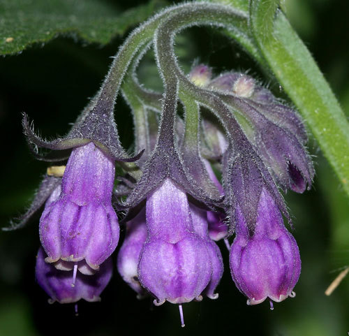 Tătăneasa (Symphytum officinale) - plante medicinale, beneficii și ...
