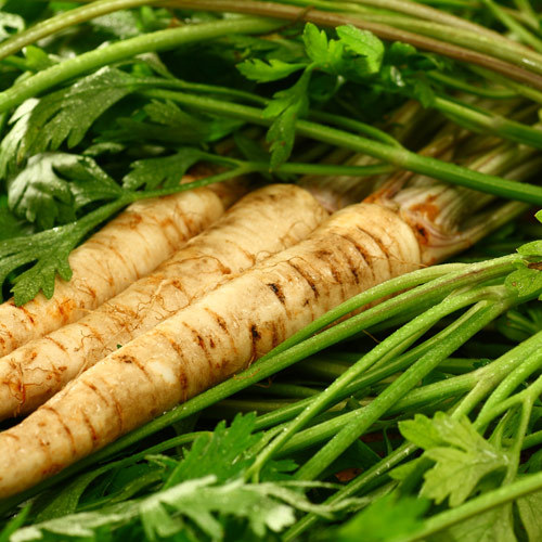 Păstârnacul (Pastinaca sativa) - plante medicinale, beneficii și ...