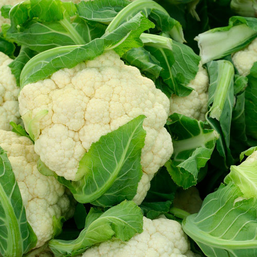 Conopida (Brassica oleraceea) - plante medicinale, beneficii și ...