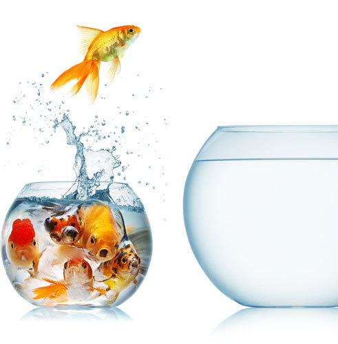 Îţi doreşti un acvariu cu peşti? Iată ce trebuie să ştii