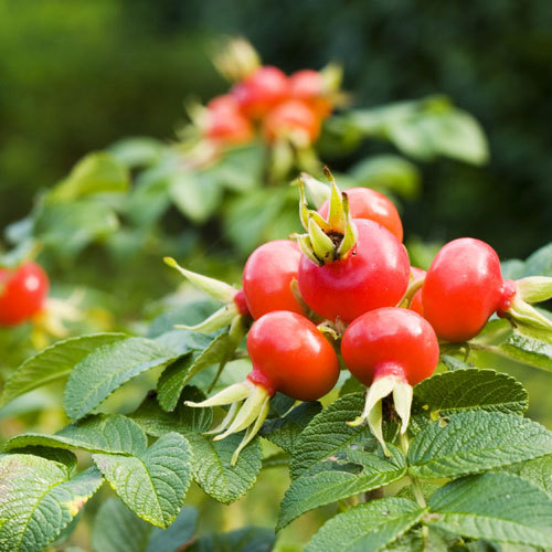 Măceş (Rosa canina)