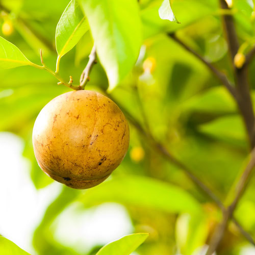 Nucşoară (Myristica fragrans) - plante medicinale, beneficii și ...