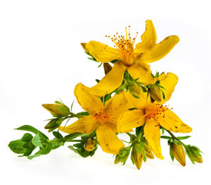 Sunătoare (Hypericum perforatum) - CSID: Ce se întâmplă Doctore?