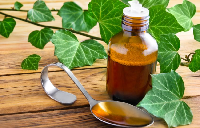 Iedera, planta medicinală care combate tusea şi uşurează respiraţia