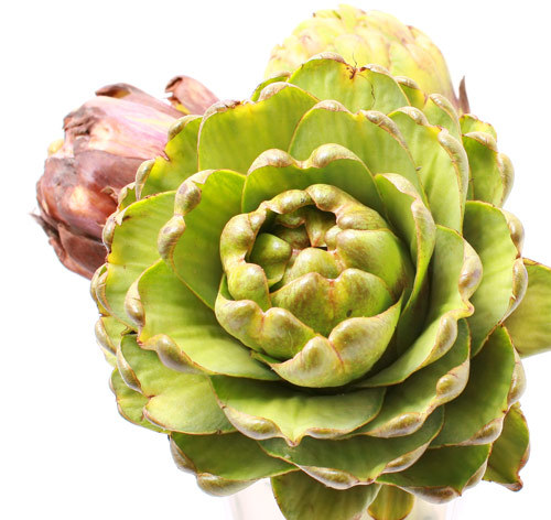 Anghinare (Cynara scolymus) - plante medicinale, beneficii și indicații ...