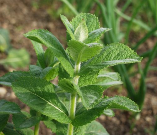 Mentă (Mentha piperita) - plante medicinale, beneficii și indicații ...