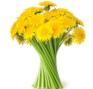 Păpădie (Taraxacum officinalis) - plante medicinale, beneficii și ...