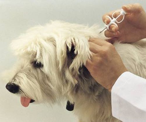 Ce amenzi riscă proprietarii de câini fără microcip